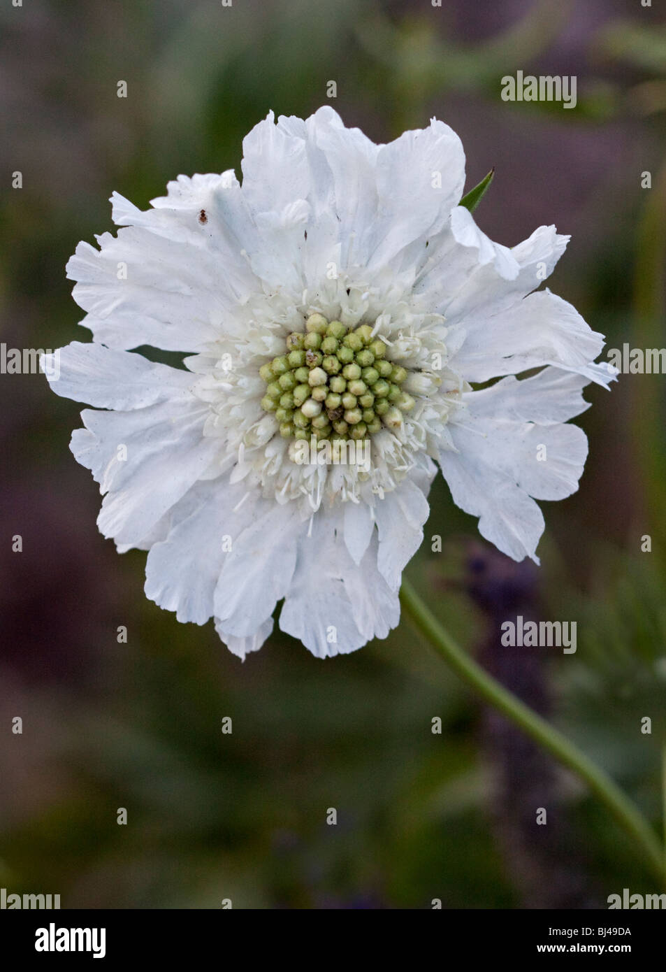 Scabiosa hi-res stock photography and images - Alamy
