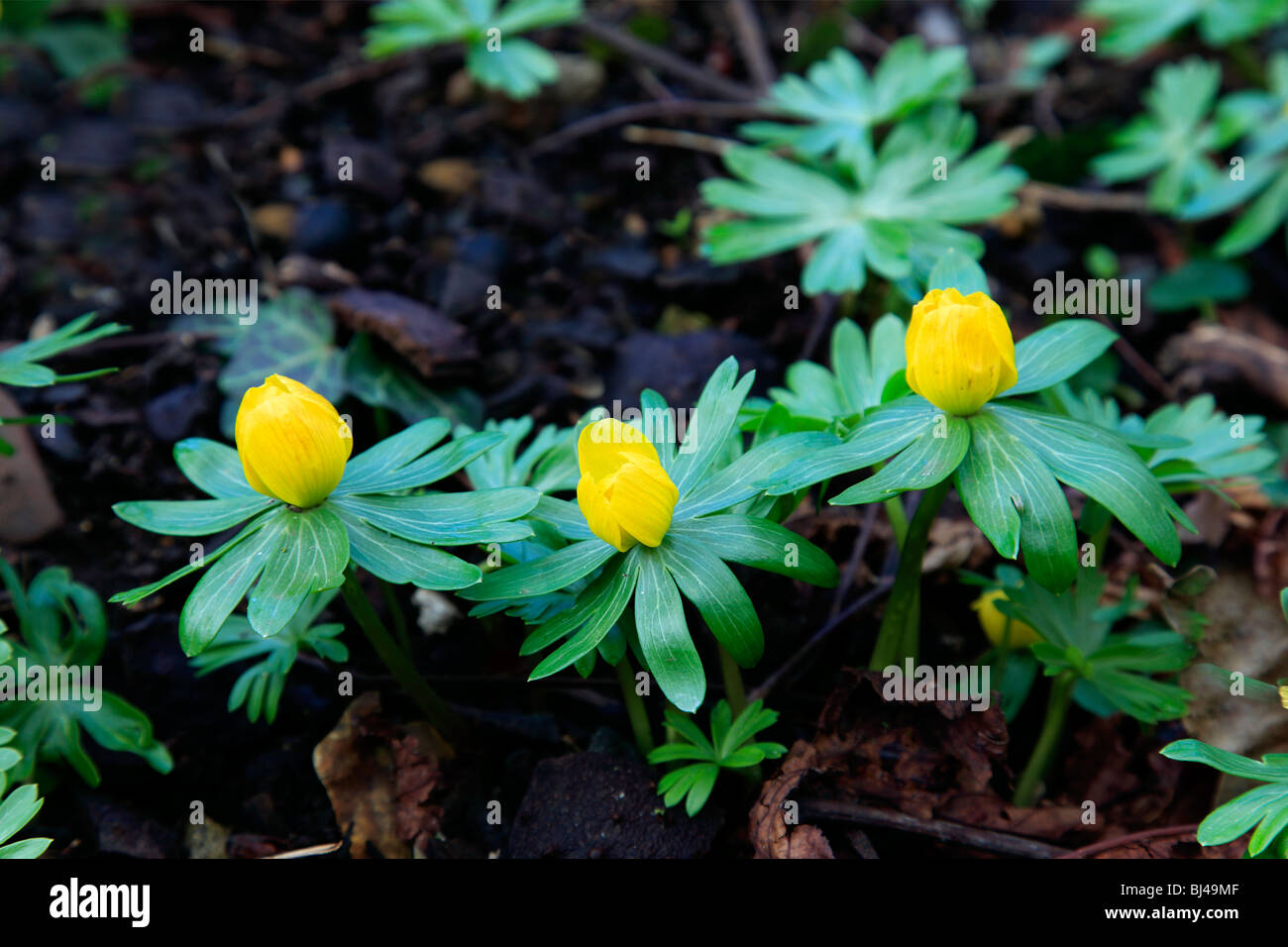 Carpet of Yellow Winter Aconite Flowers Eranthis hyemalis English ...