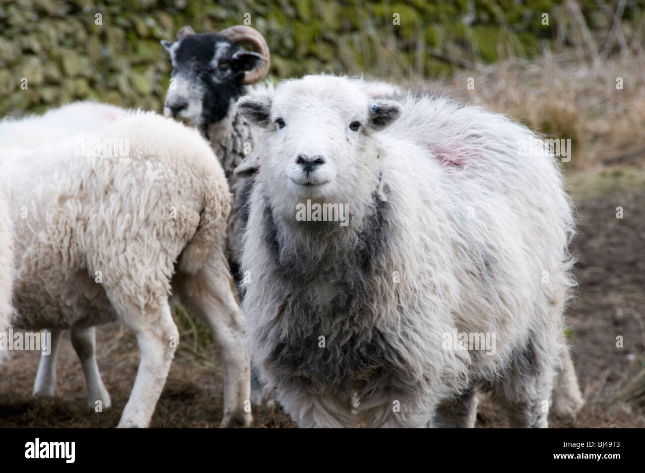 Sheep lake district hi-res stock photography and images - Alamy