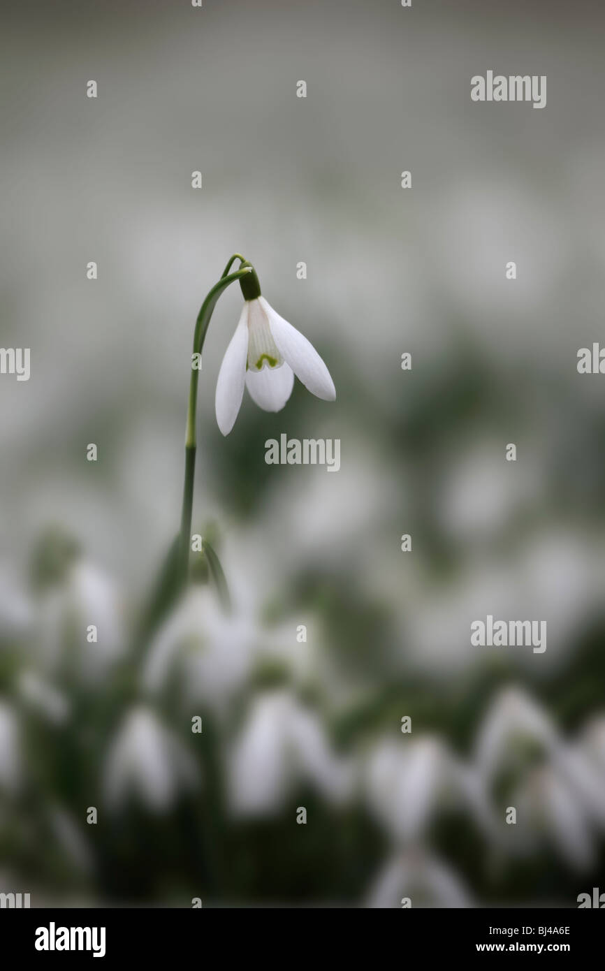 Carpet of Snowdrop Flowers Galanthus nivalis English Woodland Stock ...