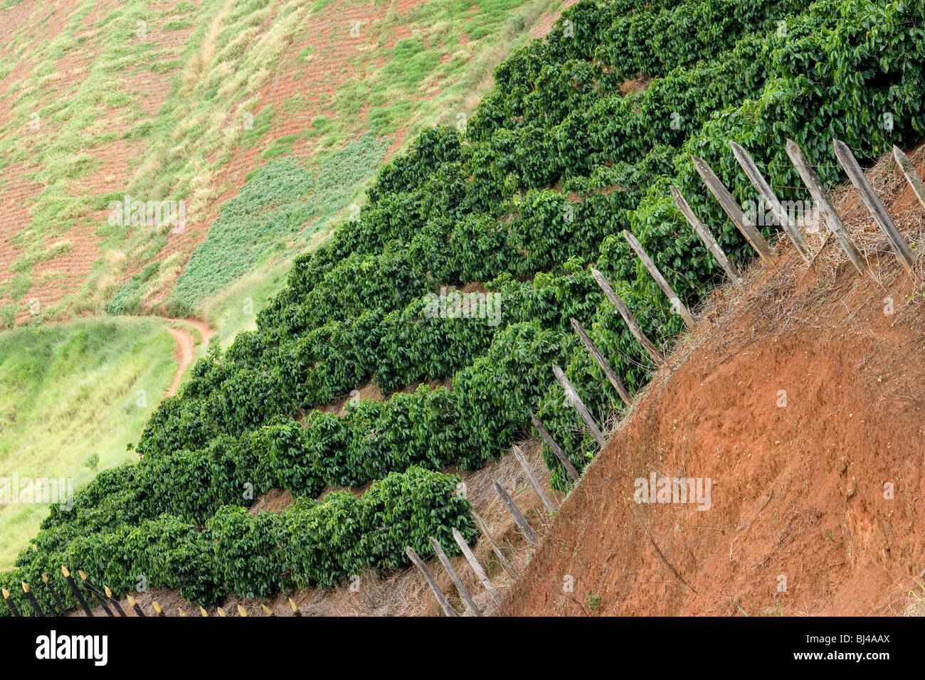 Coffee plantation in Brazil Stock Photo - Alamy