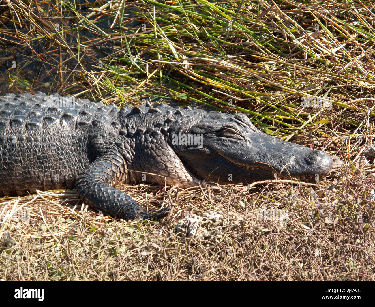 American alligator. Everglades National Park, Florida Stock Photo - Alamy