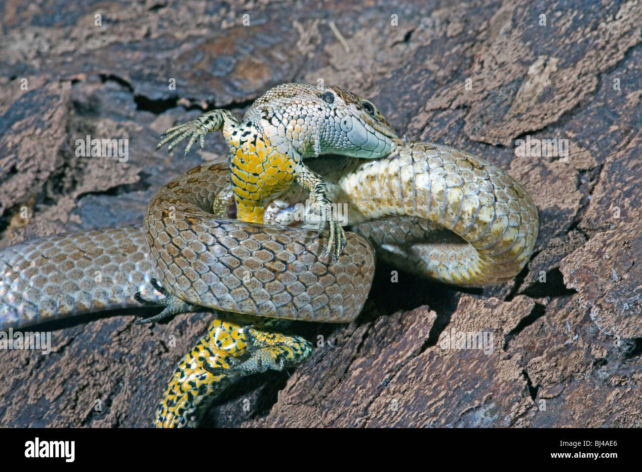 Snake Predation