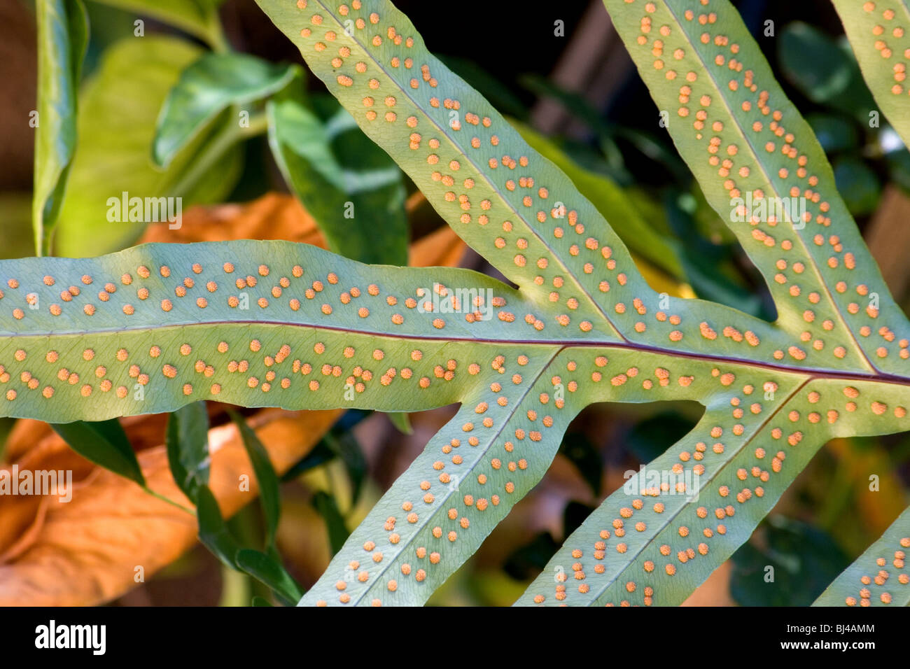 Spore leaf hi-res stock photography and images - Alamy