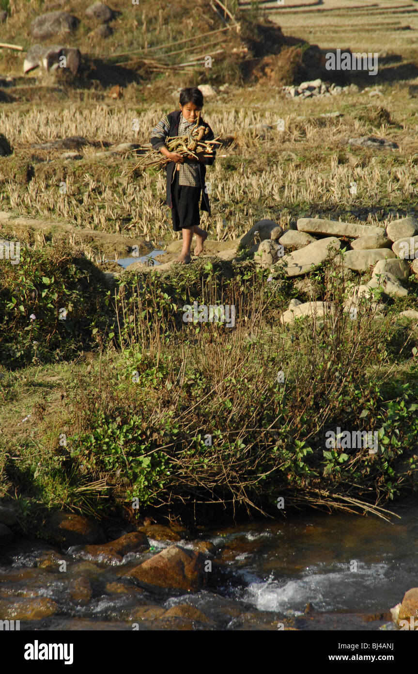young black hmong boy collecting wood , ta phin , near sapa , north ...