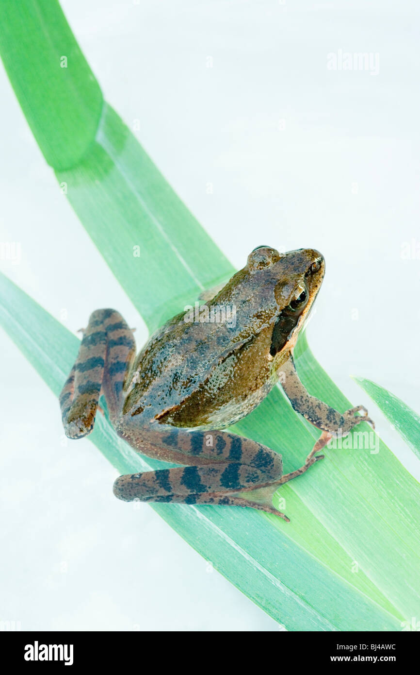 Two obvious dorsolateral folds hi-res stock photography and images - Alamy