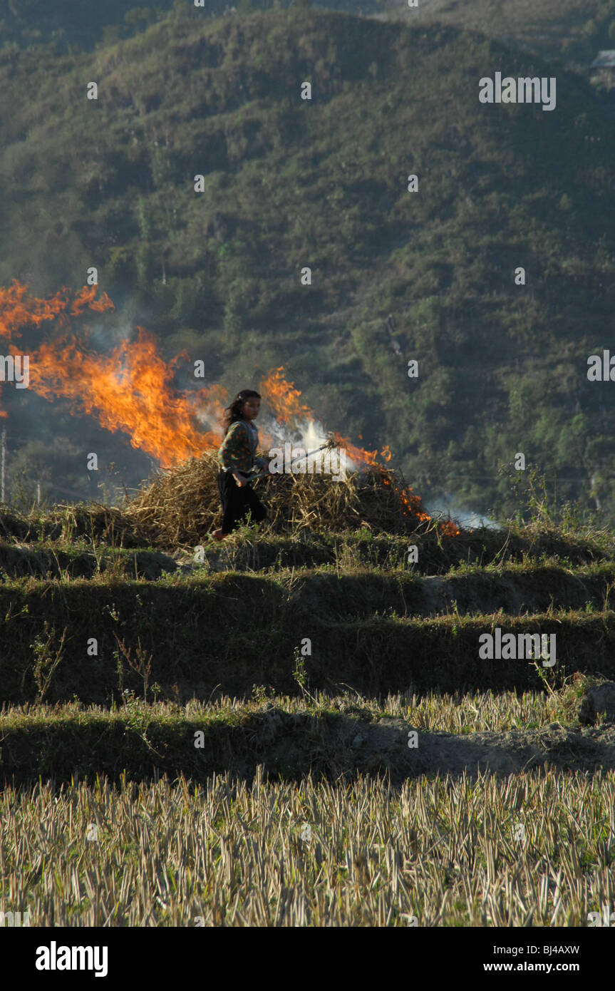 black hmong girl burning field for rice preparation, ta phin , near ...