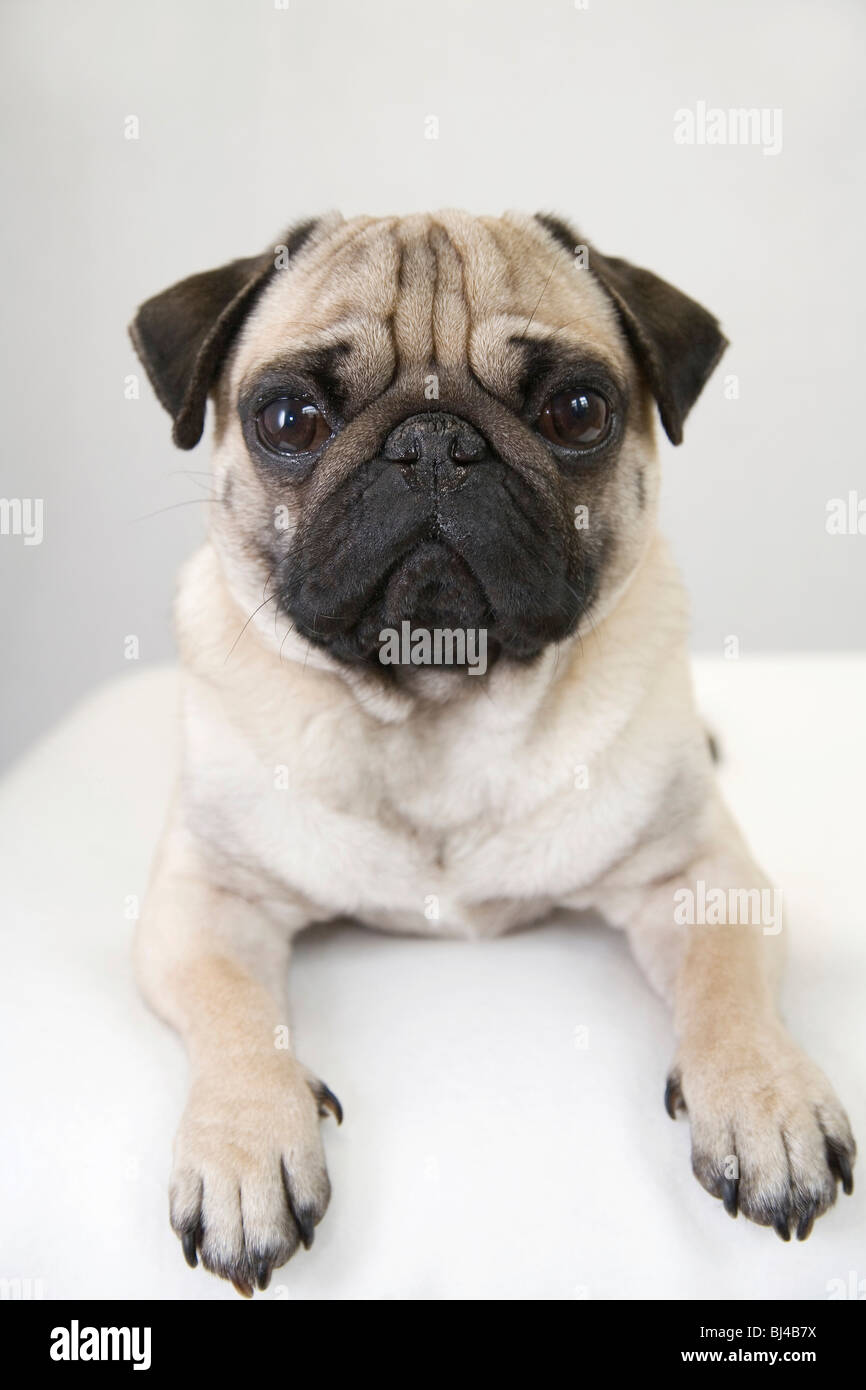 Young pug, portrait Stock Photo - Alamy