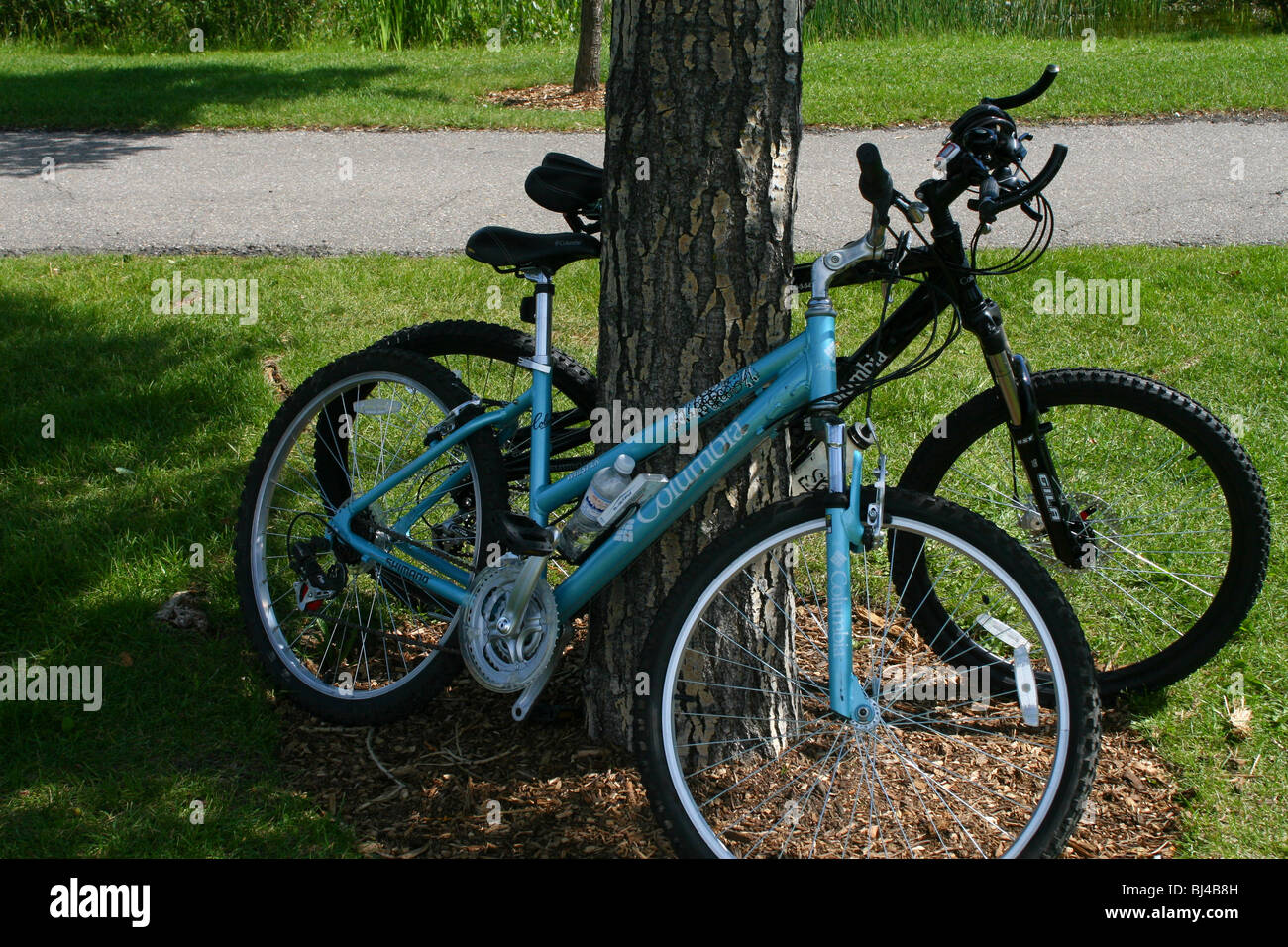 Two bicycles leaning on a tree in a park Stock Photo - Alamy
