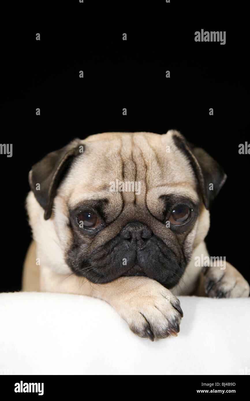 Young pug, portrait Stock Photo - Alamy