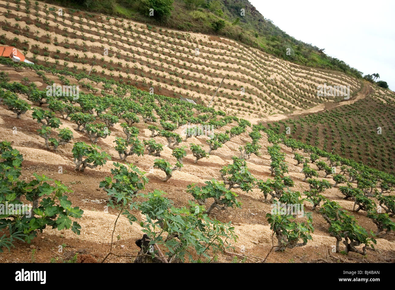 Fig tree plantation hi-res stock photography and images - Alamy