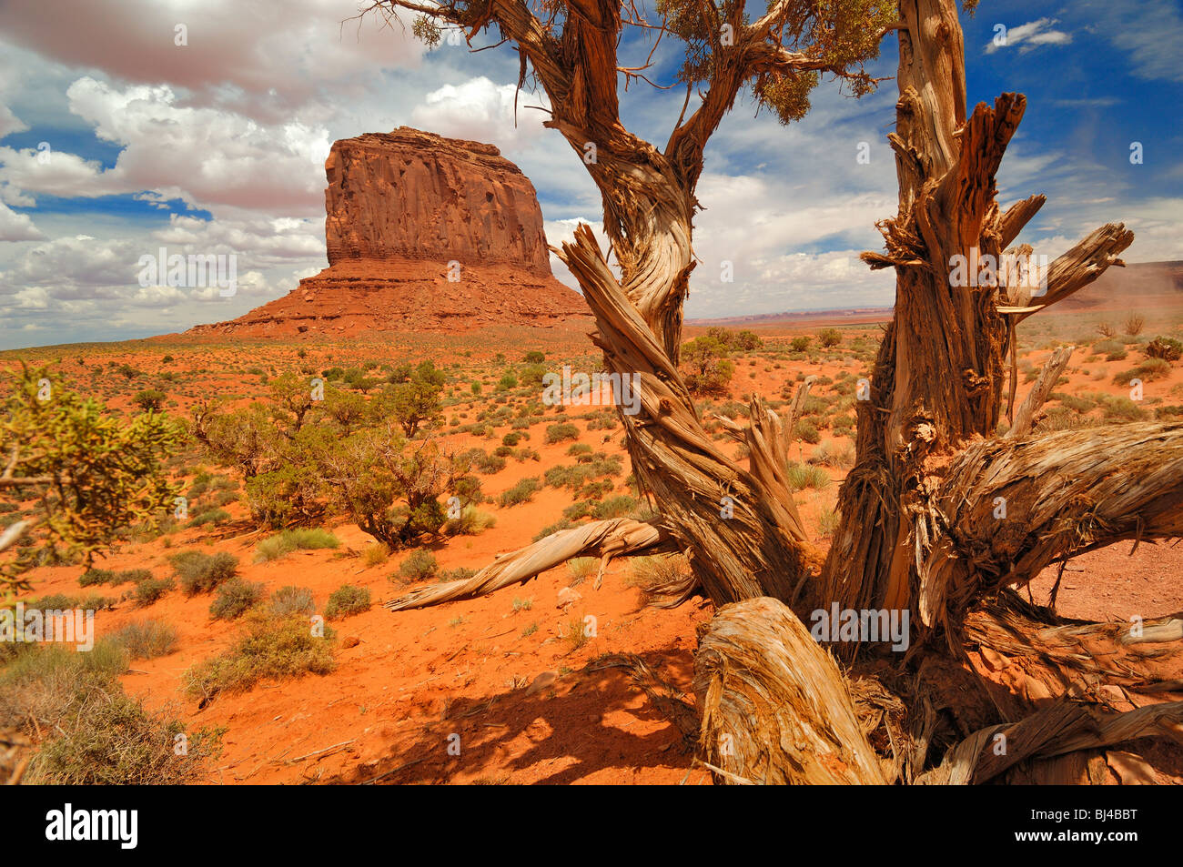 Merrick Butte and an ancient Utah Juniper tree at Monument Valley in ...