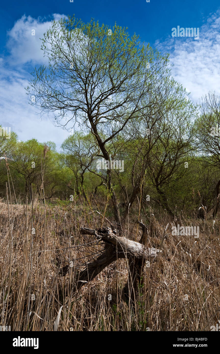 Marshy land hi-res stock photography and images - Alamy