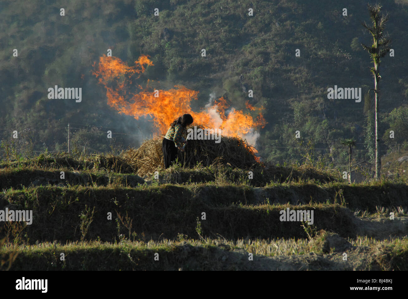 black hmong girl burning field for rice preparation, ta phin , near ...