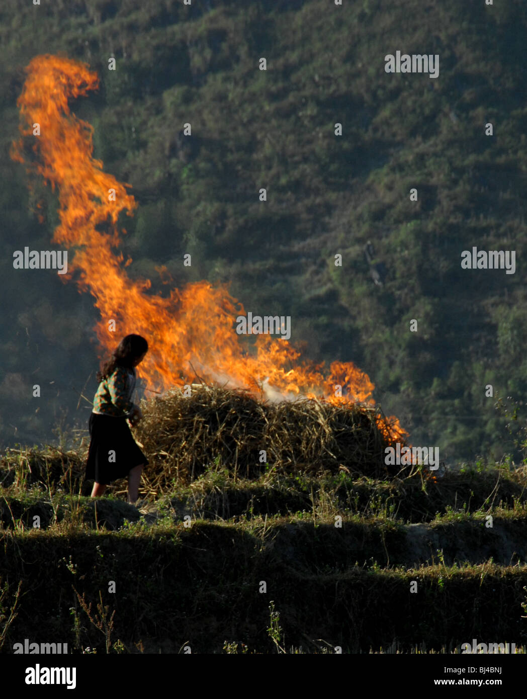 black hmong girl burning field for rice preparation, ta phin , near ...