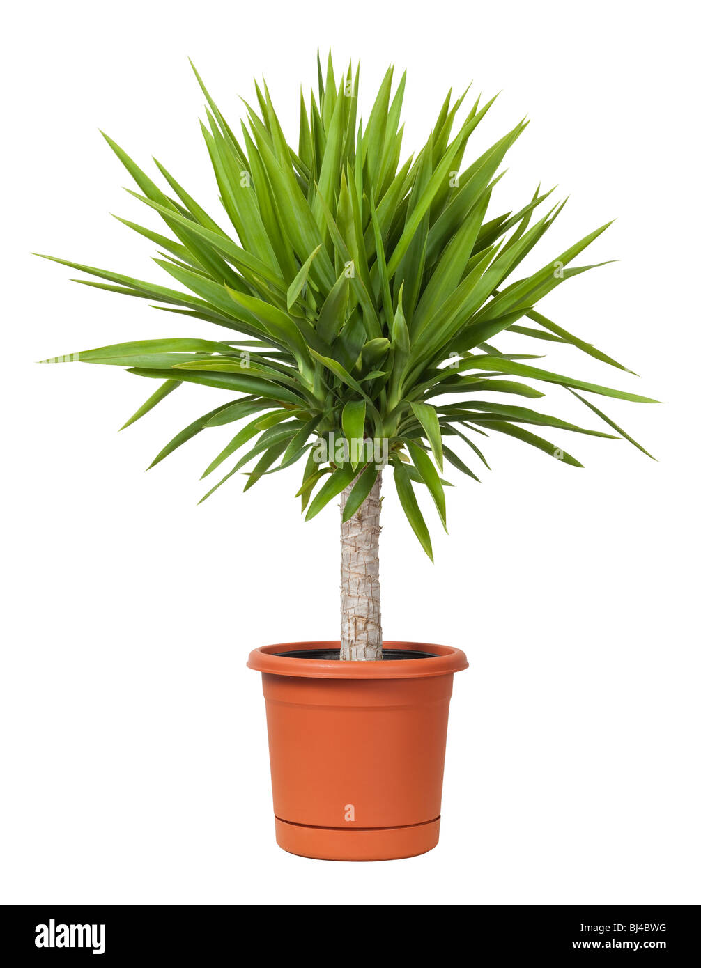 Yucca Potted Plant isolated on a white background Stock Photo - Alamy