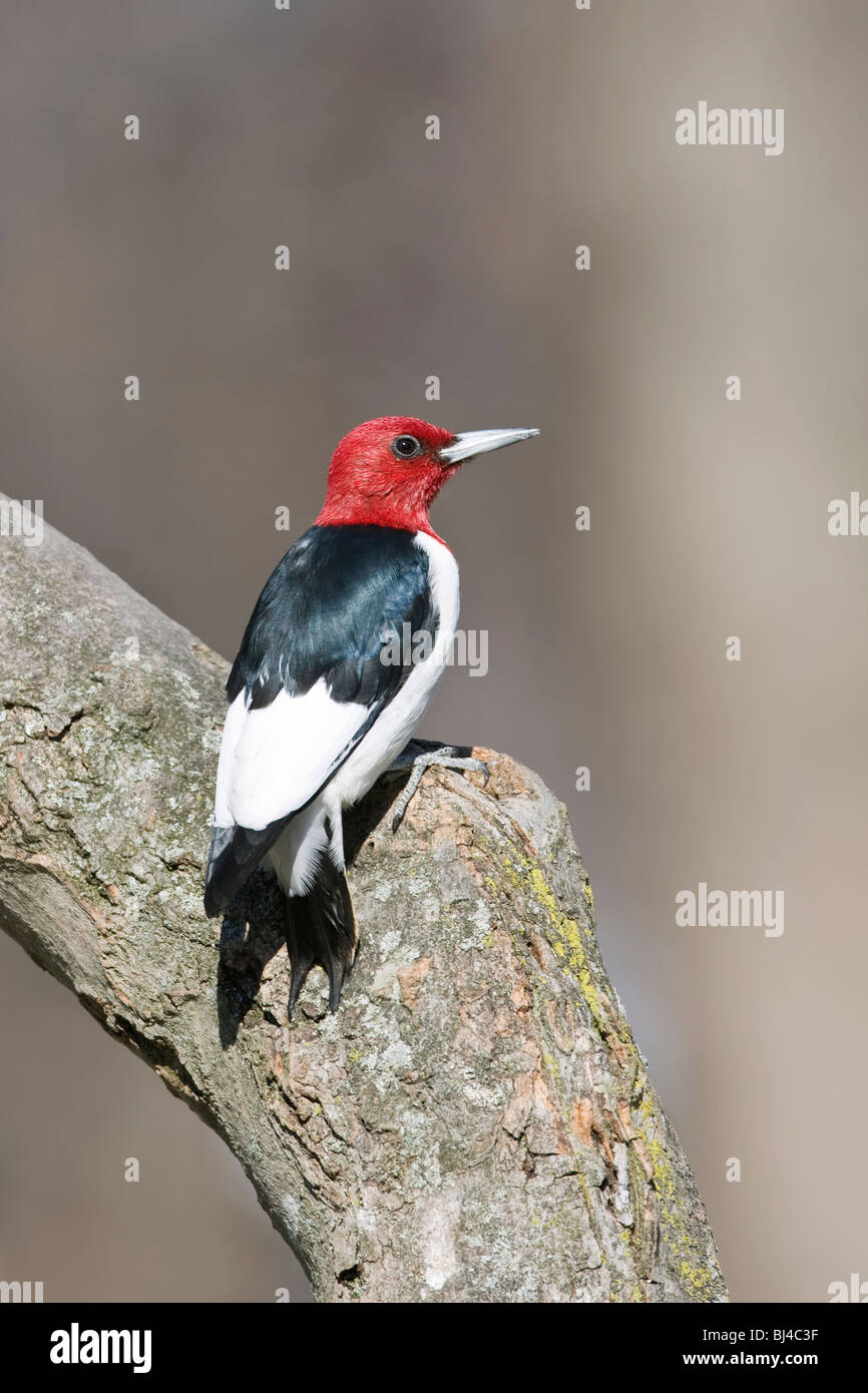 Woodpeckers birds hi-res stock photography and images - Alamy