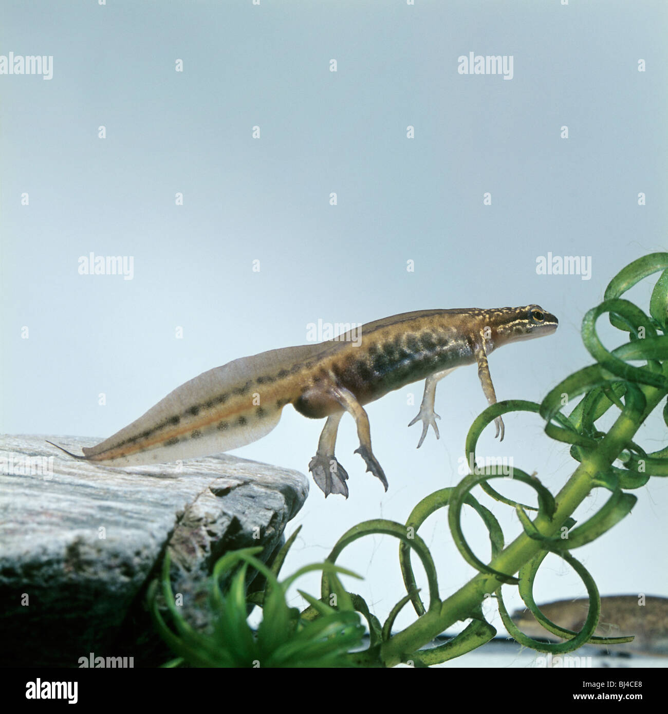 Male palmate newt, Triturus helveticus, with Elodea crispa underwater ...