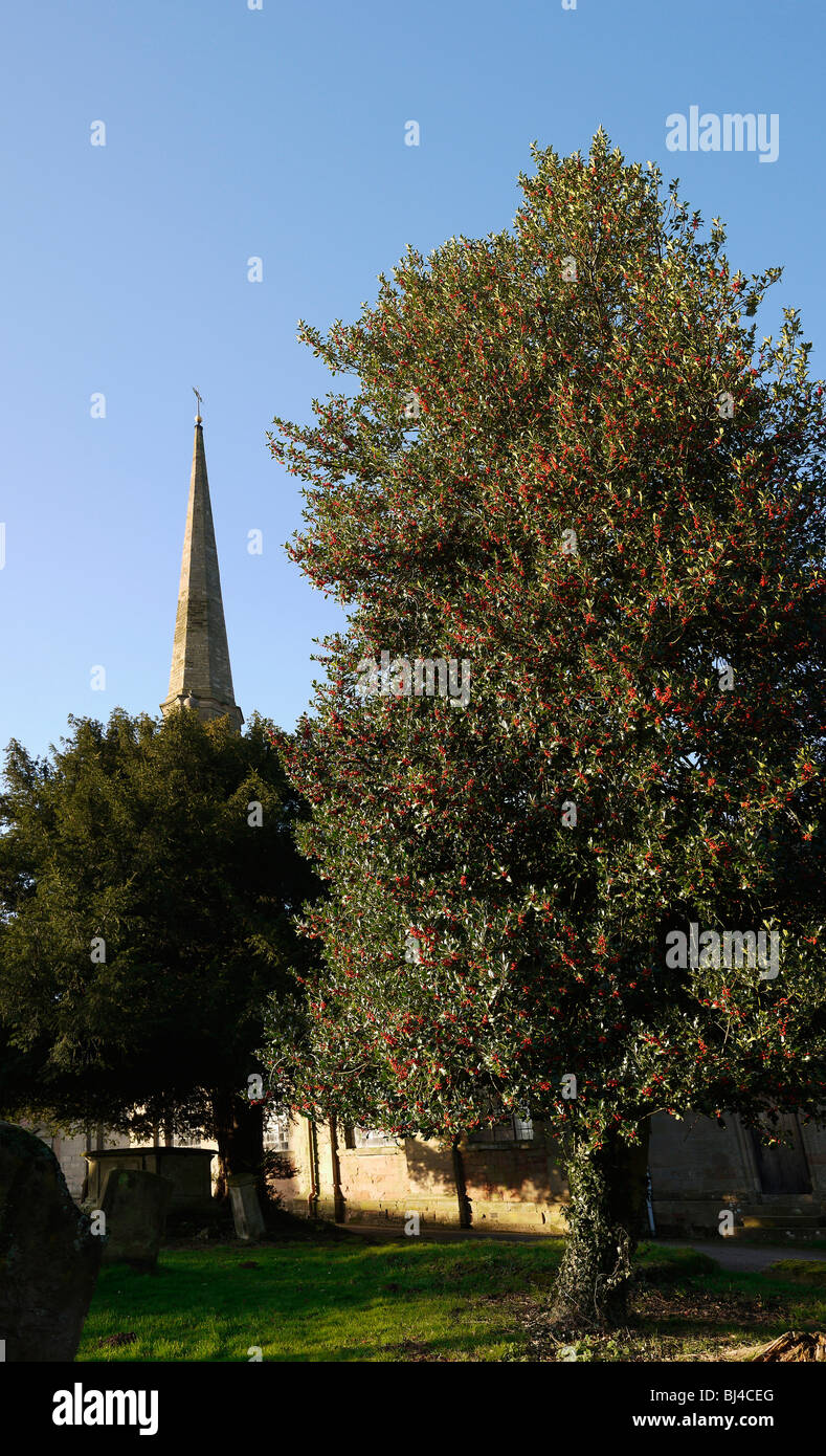holly tree with berries Stock Photo - Alamy