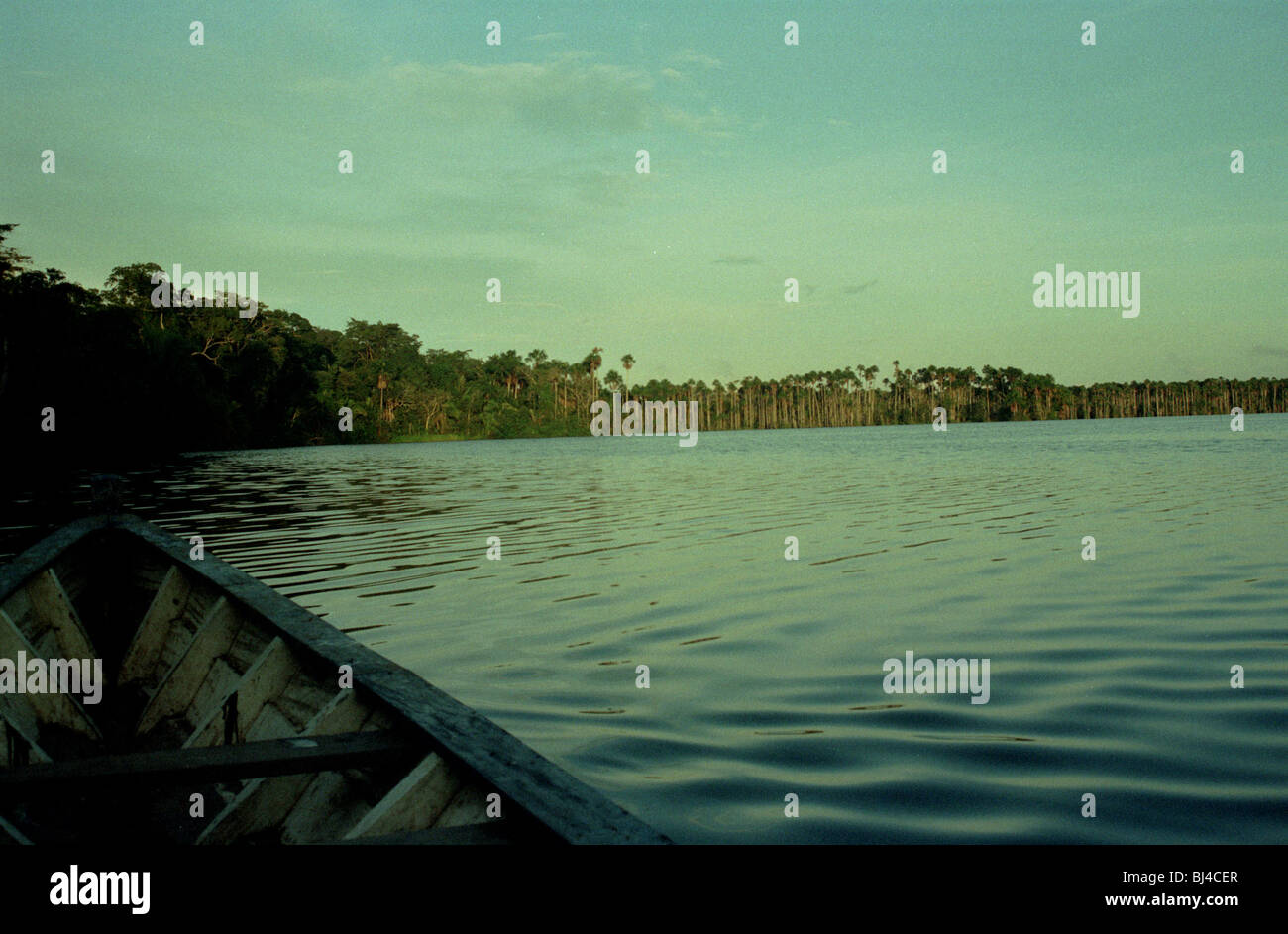 Amazon rain forrest hi-res stock photography and images - Alamy