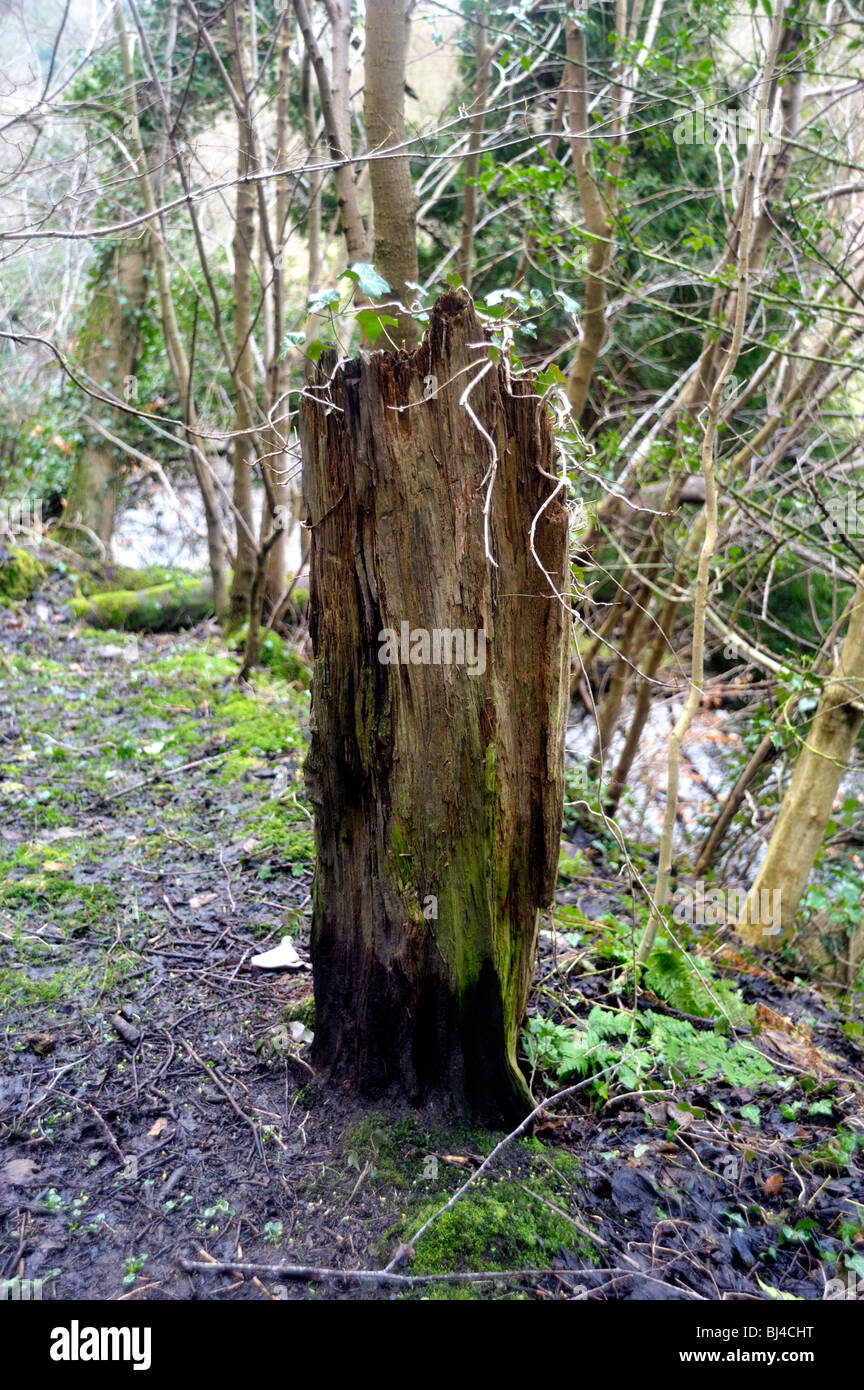 Old tree stump Stock Photo - Alamy