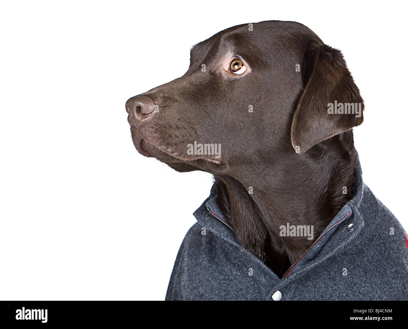 Labrador looking up chocolate hi-res stock photography and images - Alamy