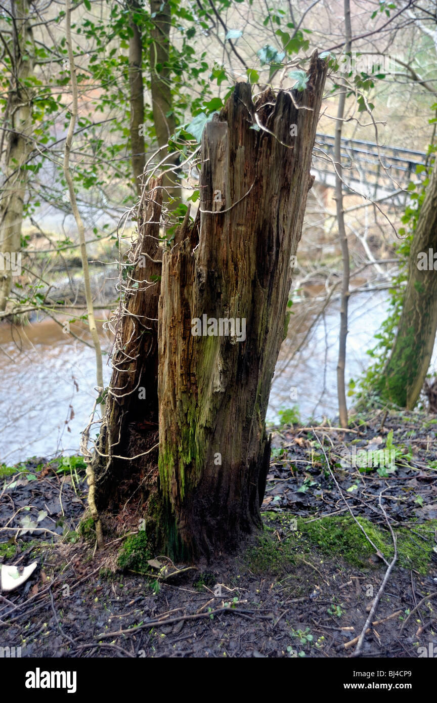 Old tree stump Stock Photo - Alamy