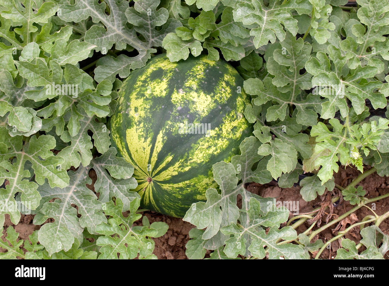 Watermelon field hi-res stock photography and images - Alamy
