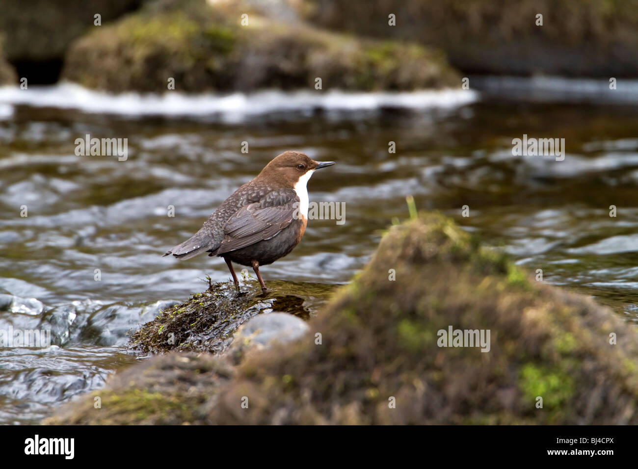 Dipper standing in river Stock Photo - Alamy