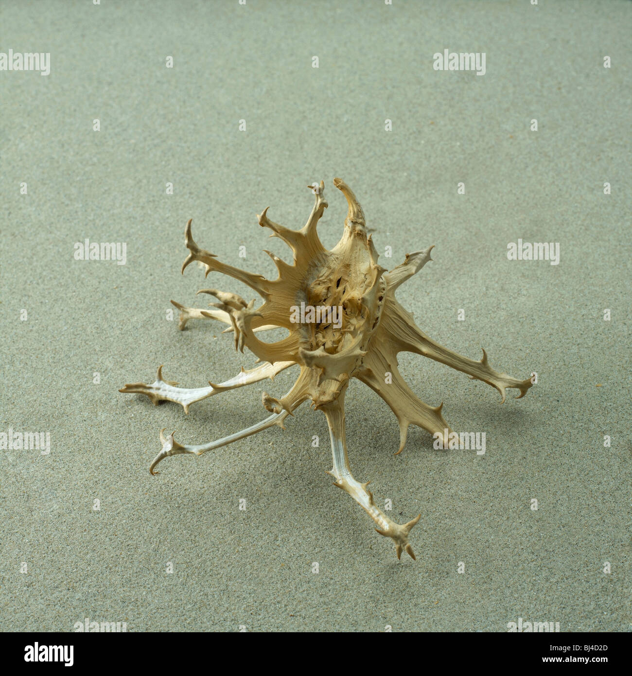 Spiny devil's claw or grapple plant fruit dispersed by animals Stock ...