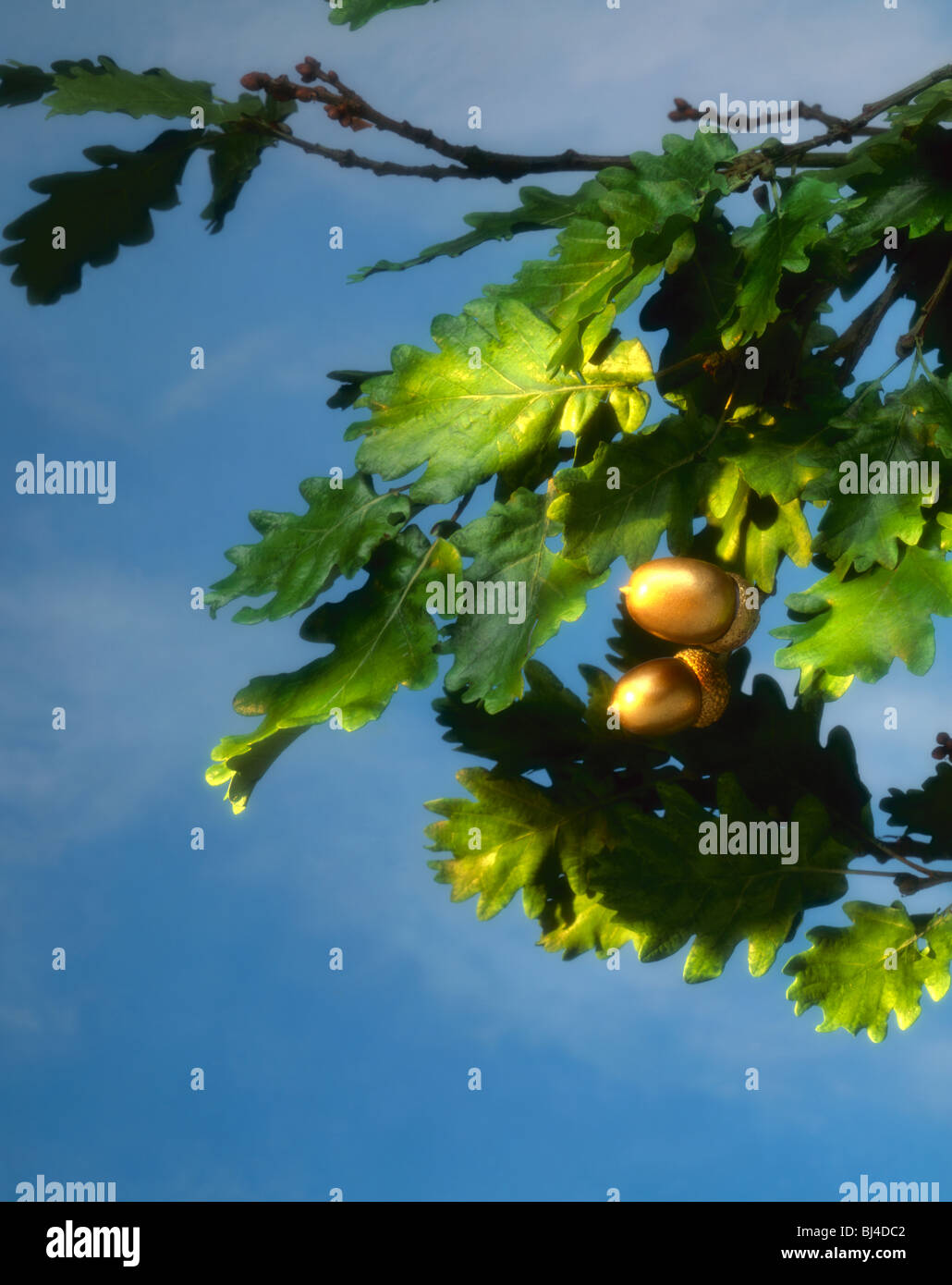 Acorn growing pot hi-res stock photography and images - Alamy