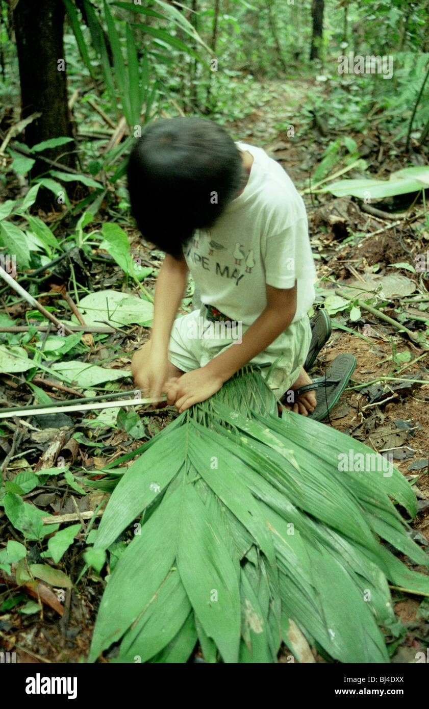 young child weaving banana leaves in Amazon jungle Peru Stock Photo - Alamy