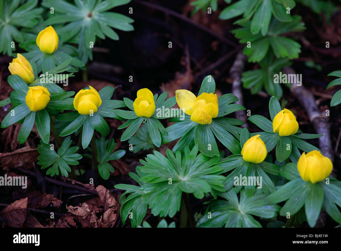 Carpet of Yellow Winter Aconite Flowers Eranthis hyemalis English ...