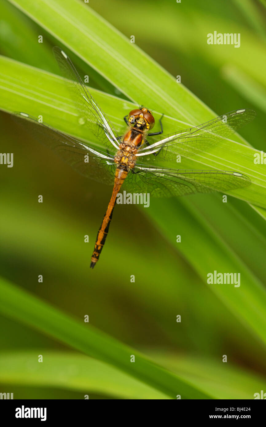 Birds eye view dragonfly hi-res stock photography and images - Alamy