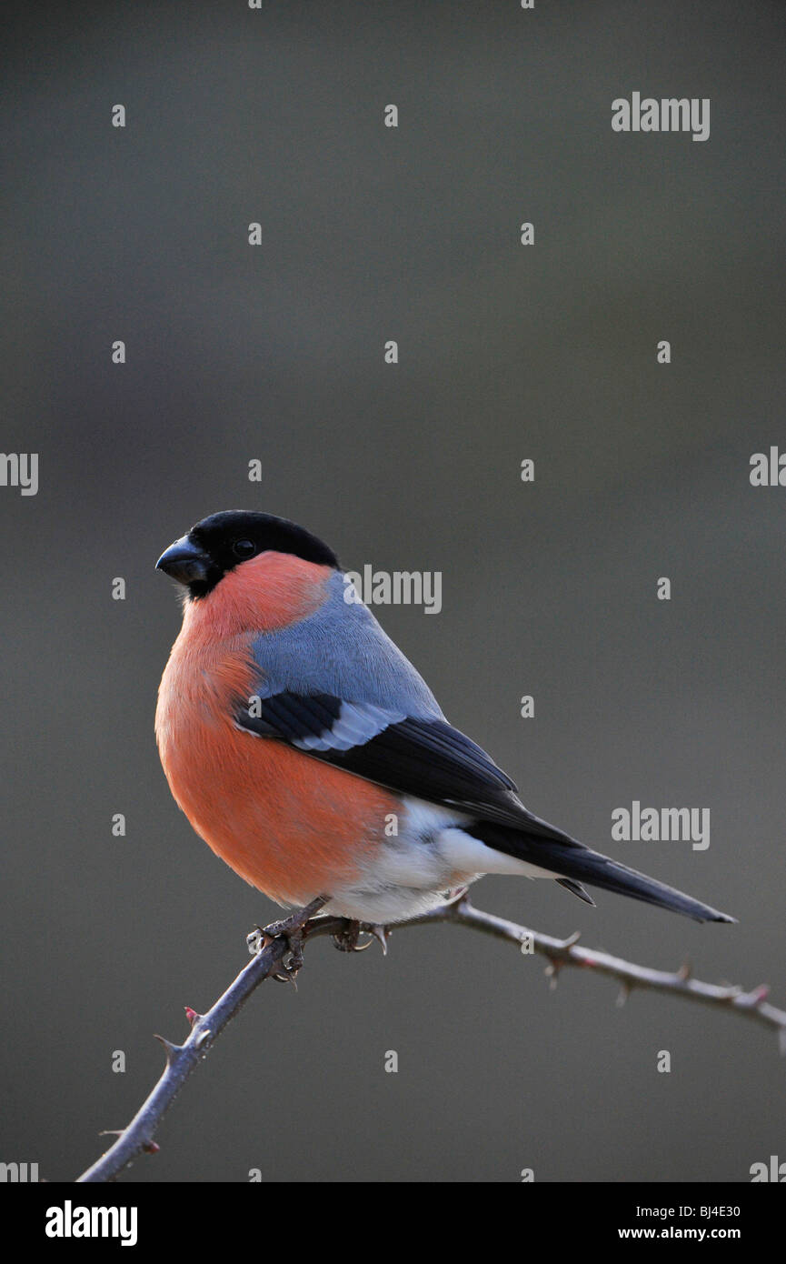 Common bullfinches hi-res stock photography and images - Alamy