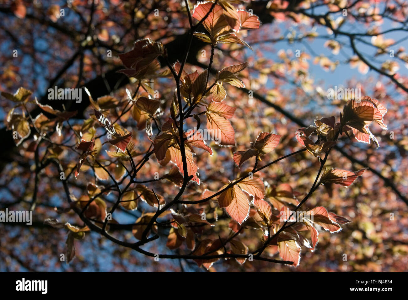 Copper beech tree hi-res stock photography and images - Alamy