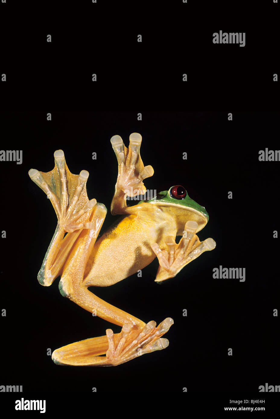 Agalychnis spurrelli flight hi-res stock photography and images - Alamy