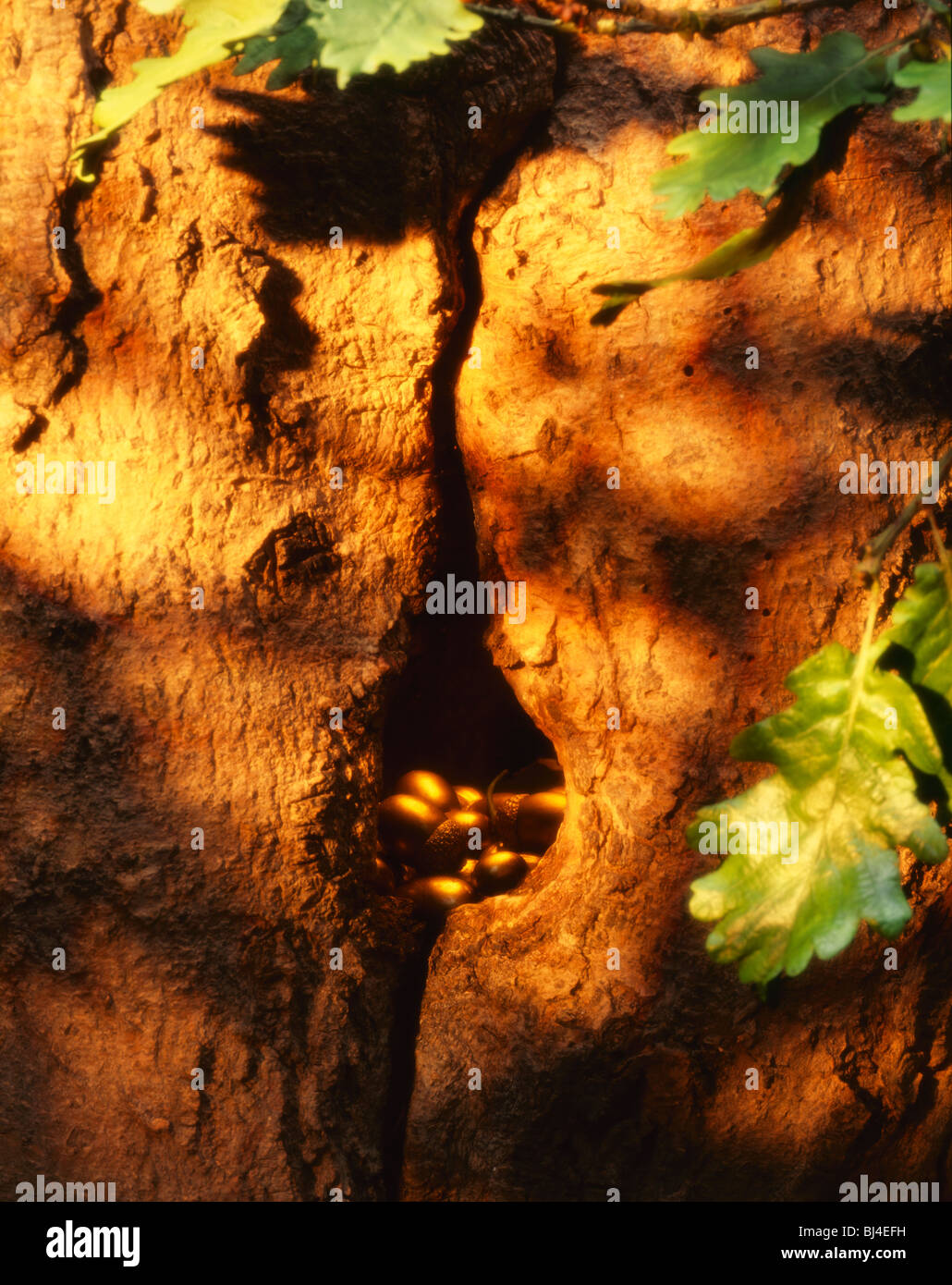 Egg in a tree hi-res stock photography and images - Alamy