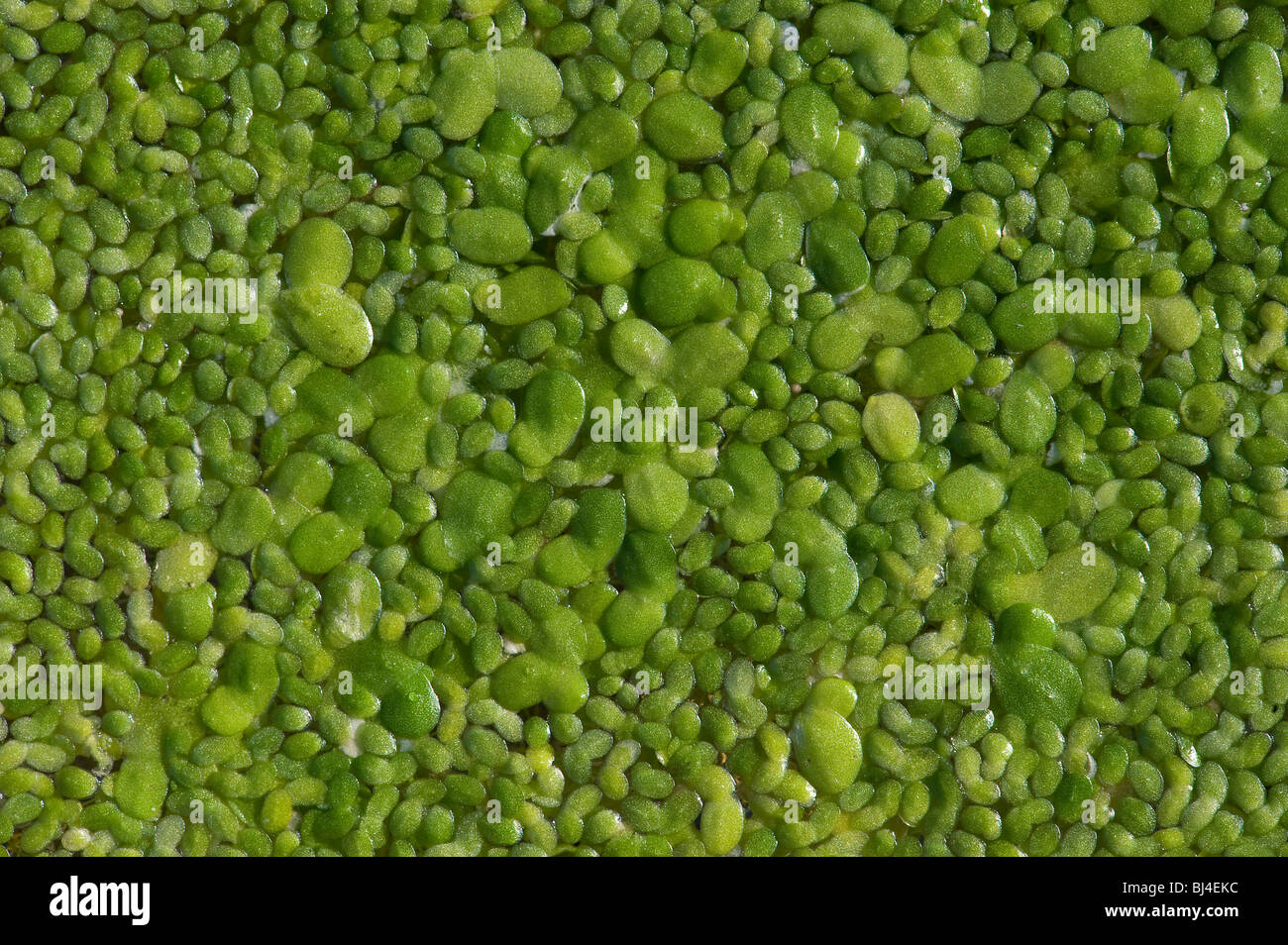 Lesser duckweed, Lemna minor, floats on water surface Stock Photo - Alamy