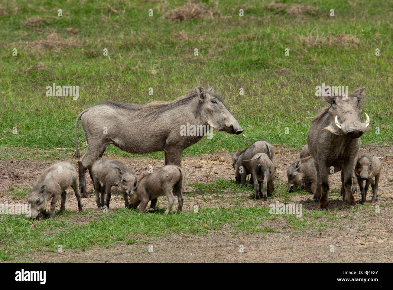 Warthog Family Best WARTHOG Taxidermy South Africa | WARTHOG Trophy