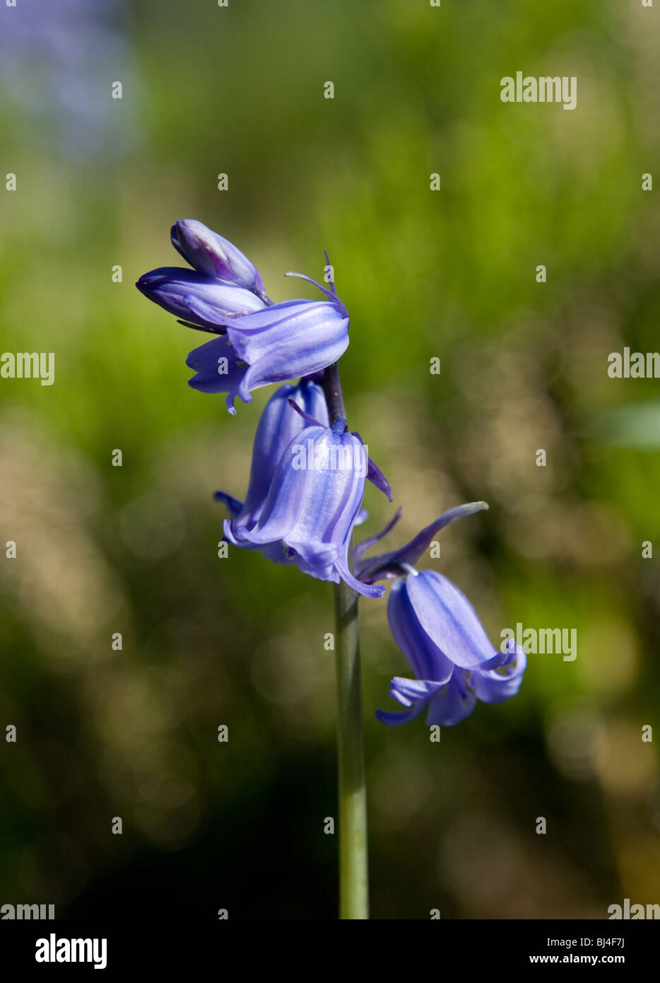 Close-up of bluebells against blurred green background Stock Photo - Alamy