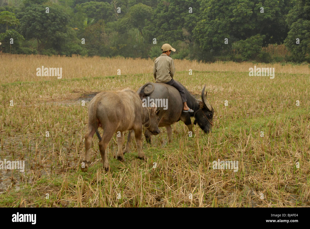 flower hmong boy with water buffalo in paddy field , lao cai , near ...