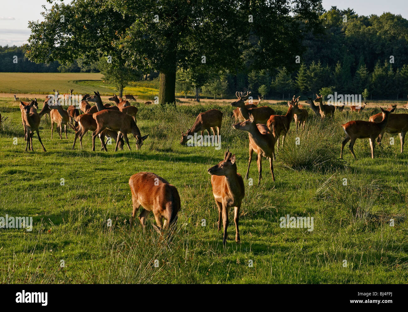 Grazing Deer in the early morning sunlight Stock Photo - Alamy