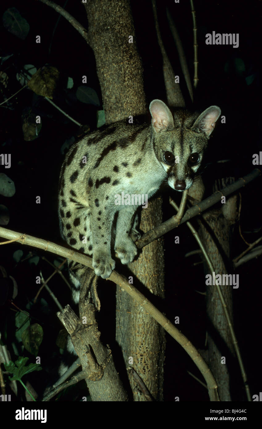 Large Spotted Genet (Genetta tigrina) in tree, Mara, Kenya, Africa ...