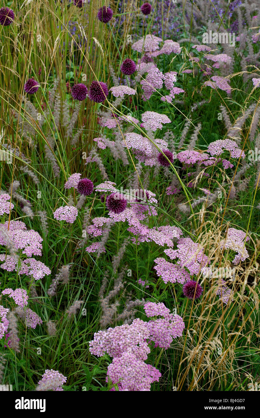 Flower border with Achillea, Allium and grasses Stock Photo - Alamy