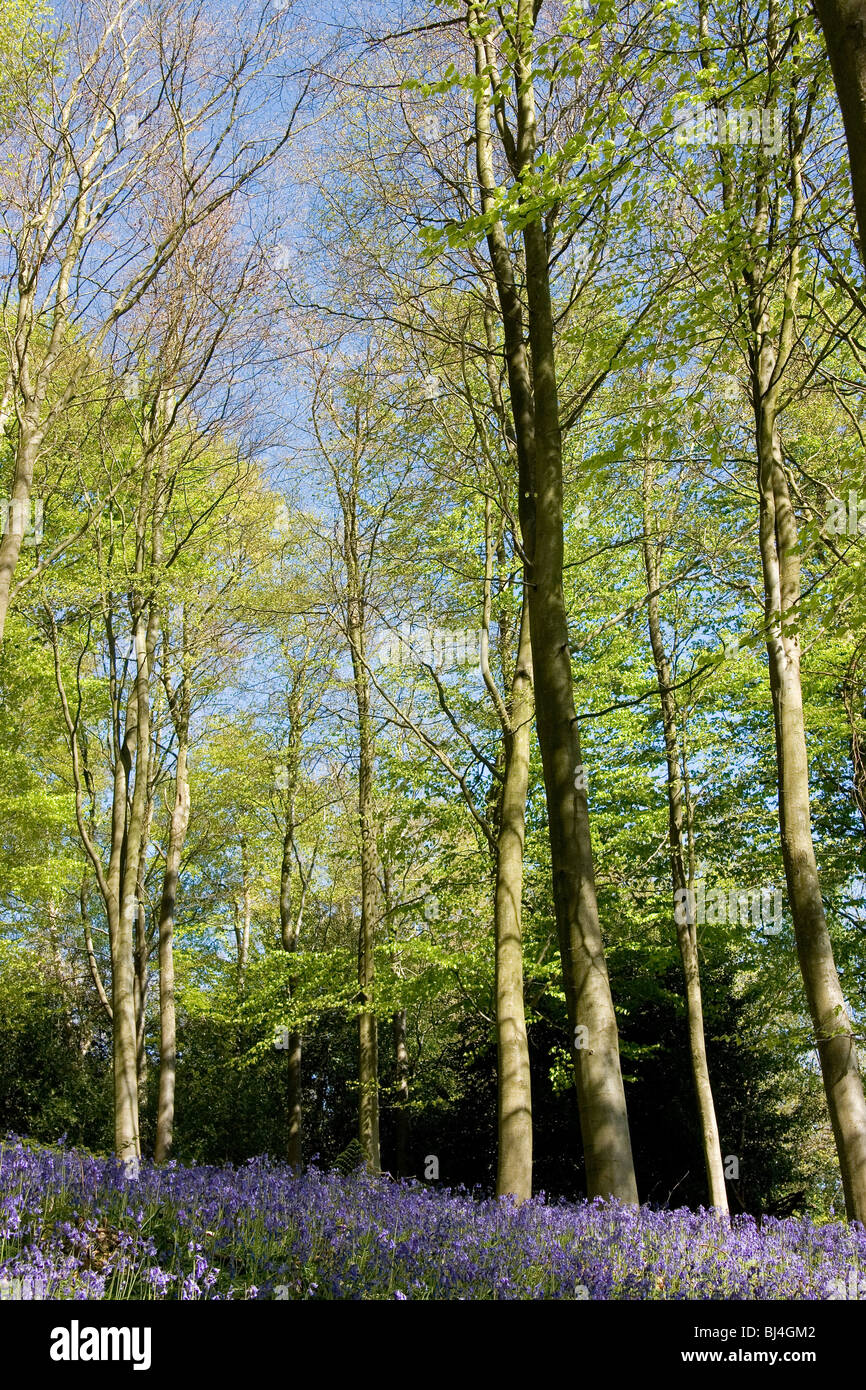 Bluebells amongst trees hi-res stock photography and images - Alamy