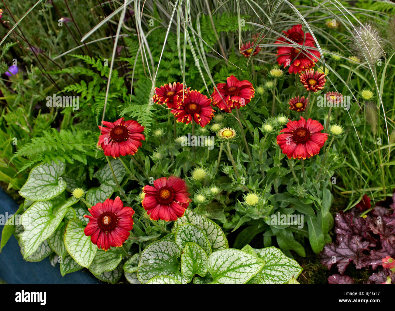 Close up of a flower border with Gaillardia aristata 'Sunburst' Stock ...