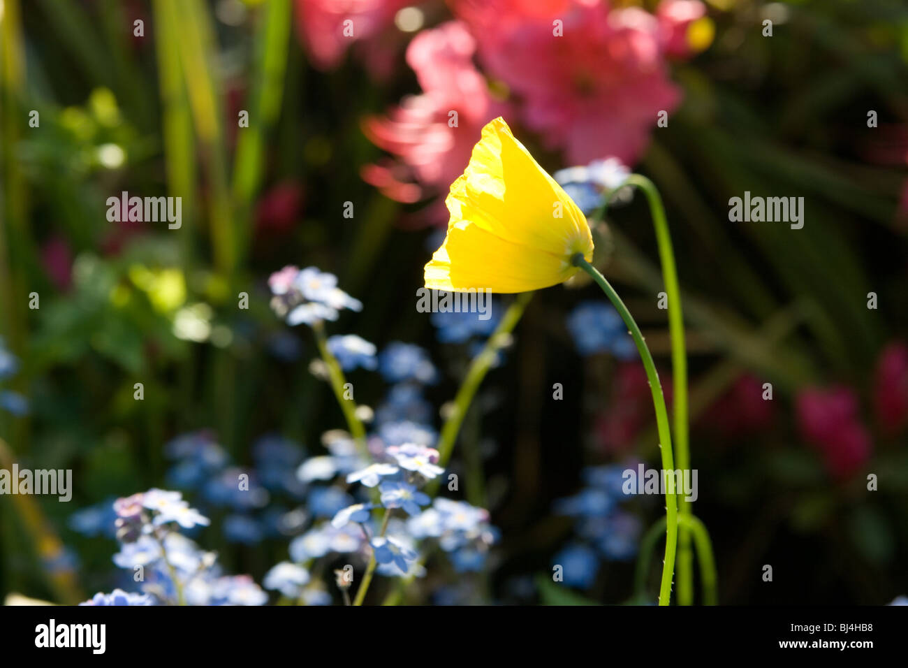 Welsh poppy in profile with other flowers in background Stock Photo - Alamy