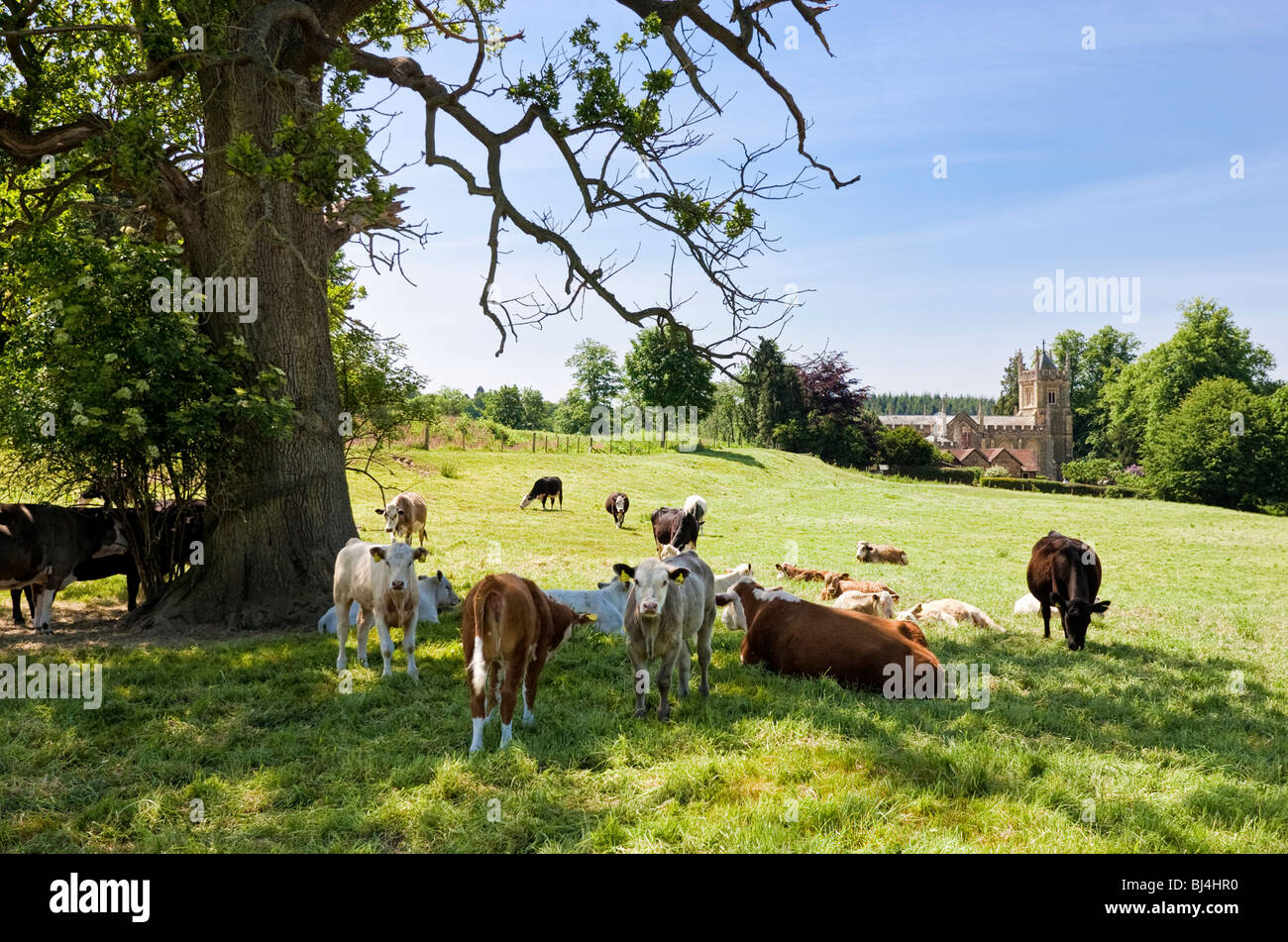 Dairy cows resting under a tree in fields near Albury in Surrey ...
