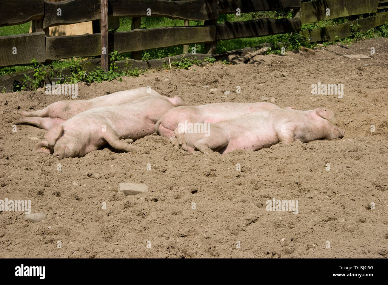 Pigs sleeping in a muddy farmyard Stock Photo - Alamy